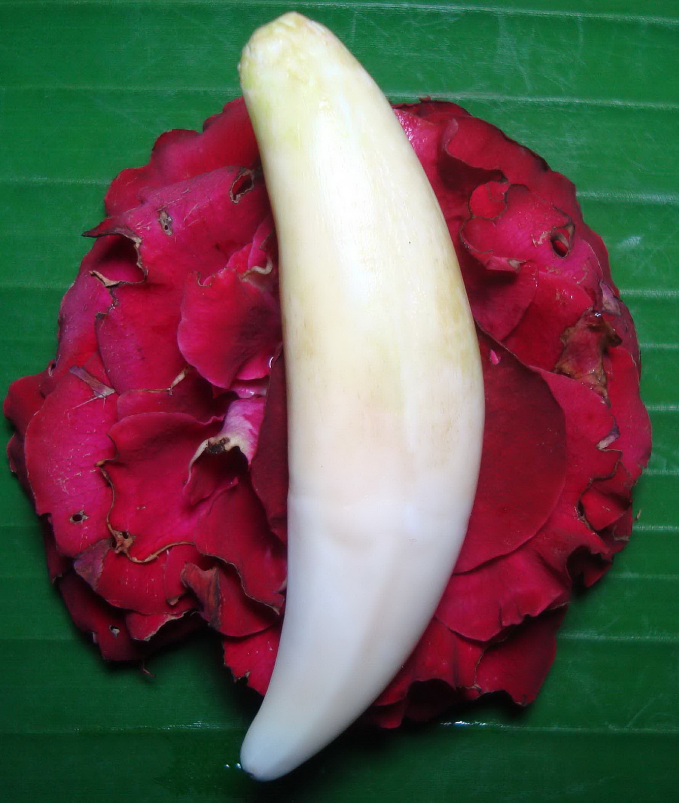 Dimaharkan Taring Macan Asli Termahar Benda Mustika Ghaib | Batu ...