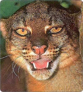 Kucing Berwarna Merah ini Hanya Ada di Kalimantan - Blog Eotika