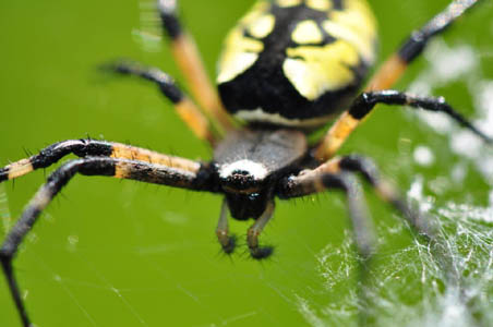 Yellow Garden Spider | The Life of Animals