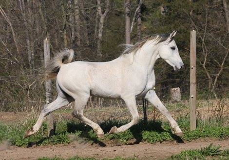 A Journey of Appreciation - The Asil Arabian Horse