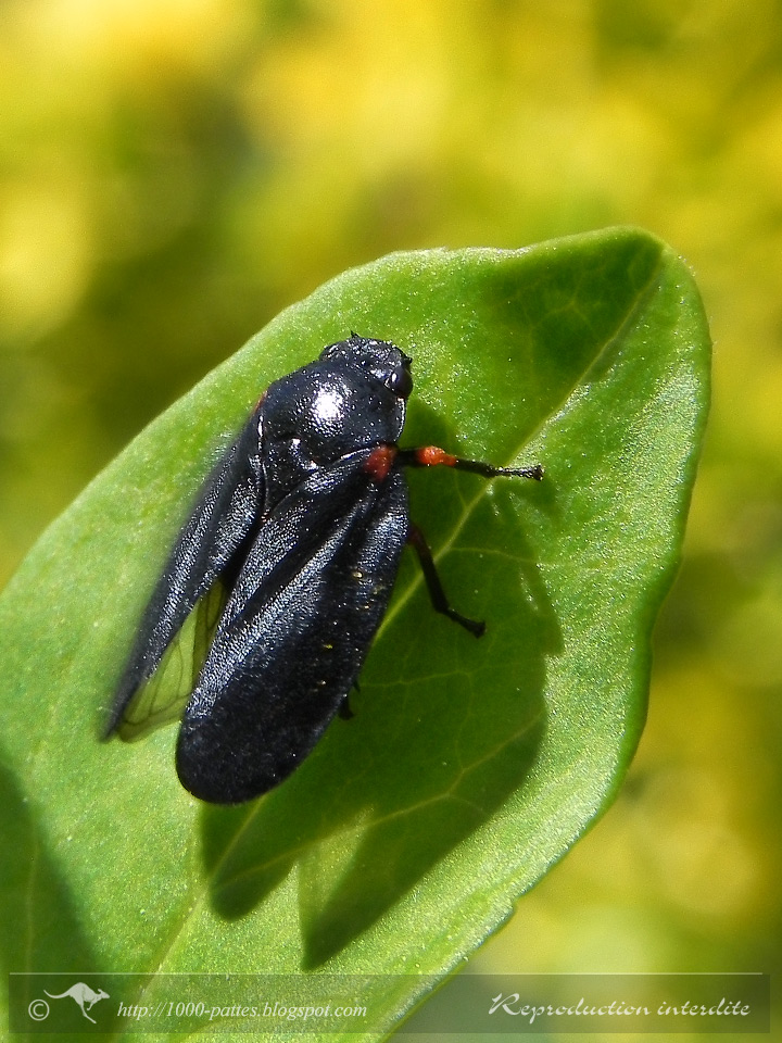 WILDLIFE GATEWAY: Cercopes à genoux rouges