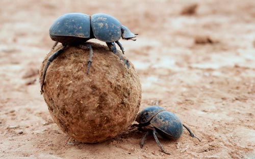 6 coisas que você não sabia sobre os insetos | Notícias B.O