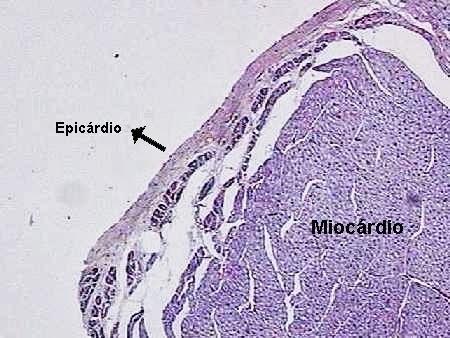 Histologia: Sistema Circulatório