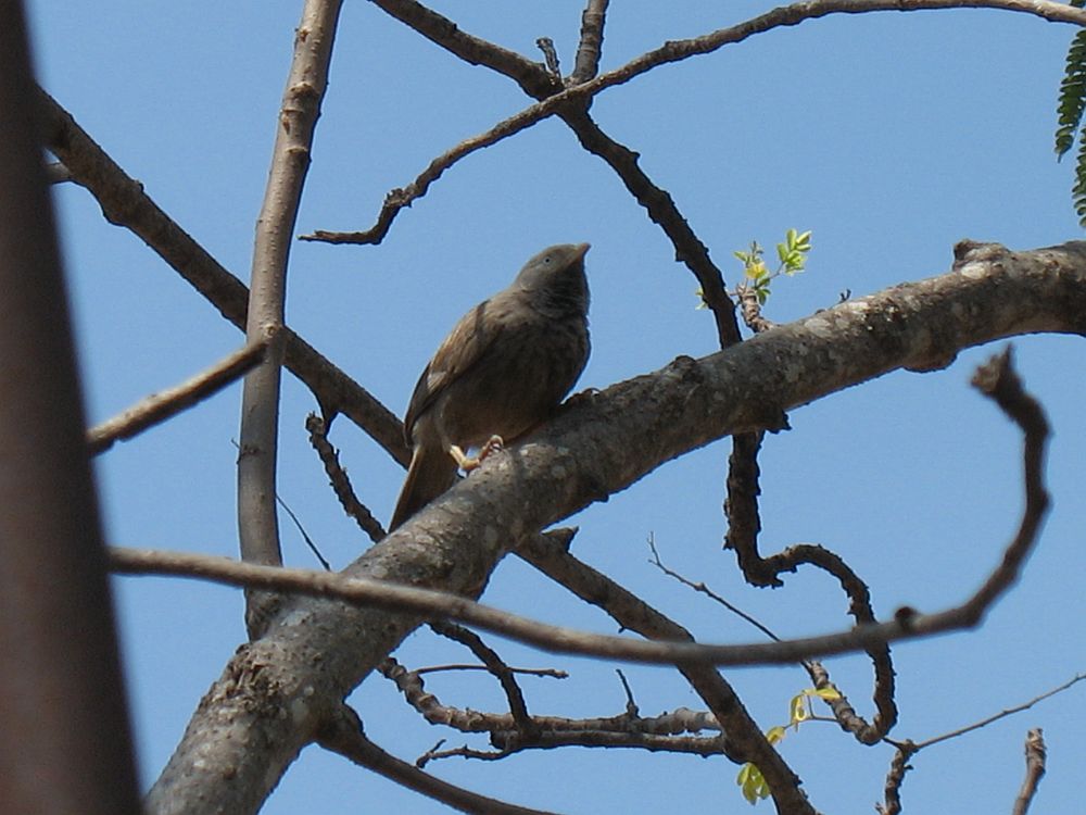 June 2013 - ARUNACHALA BIRDS