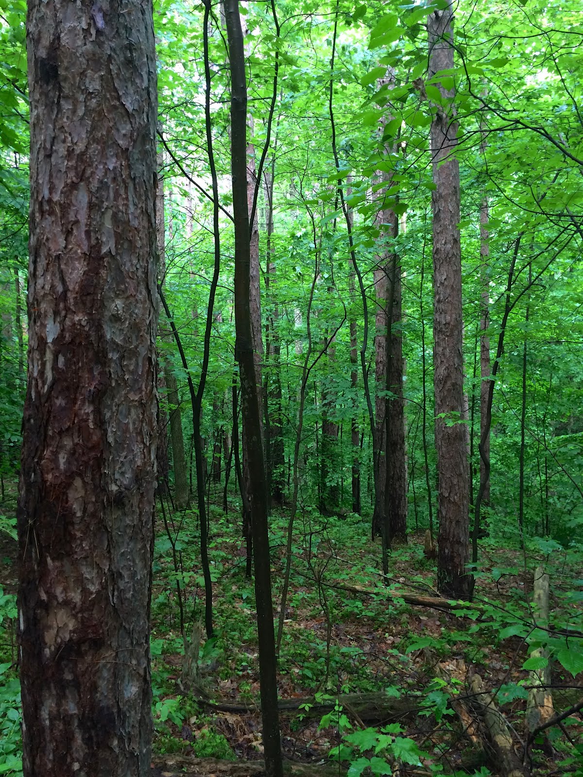 Ecology of Appalachia: A Summer in the Woods: Part 1