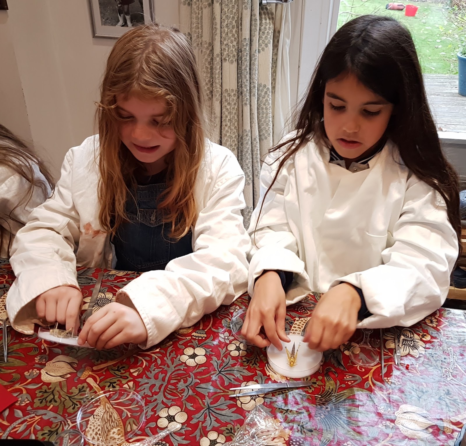 SLHE Science: Locust Dissection