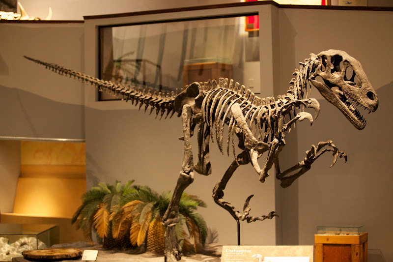 Achillobator giganticus vs Utahraptor ostrommaysorum