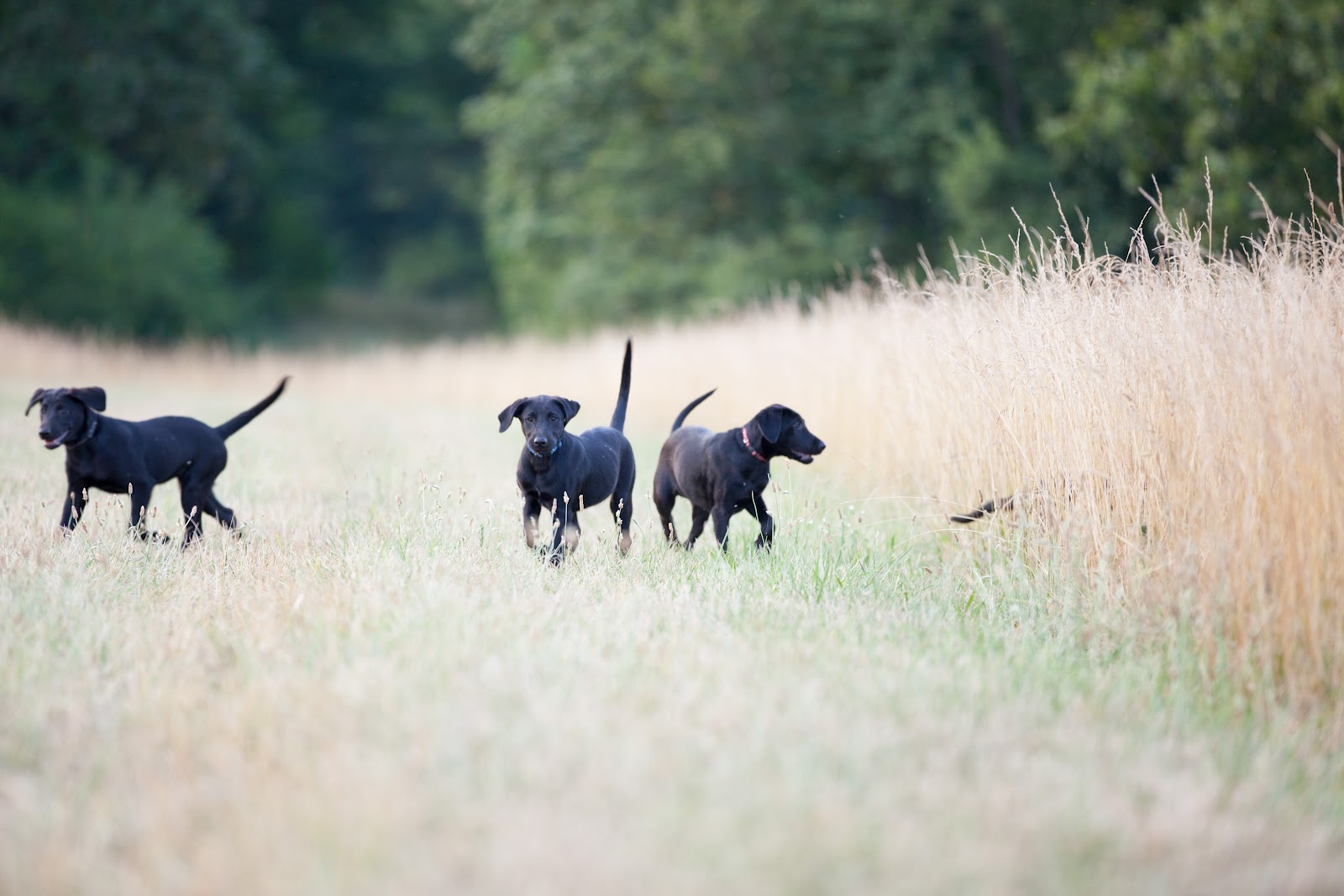 Gallery | UKLabradors.com