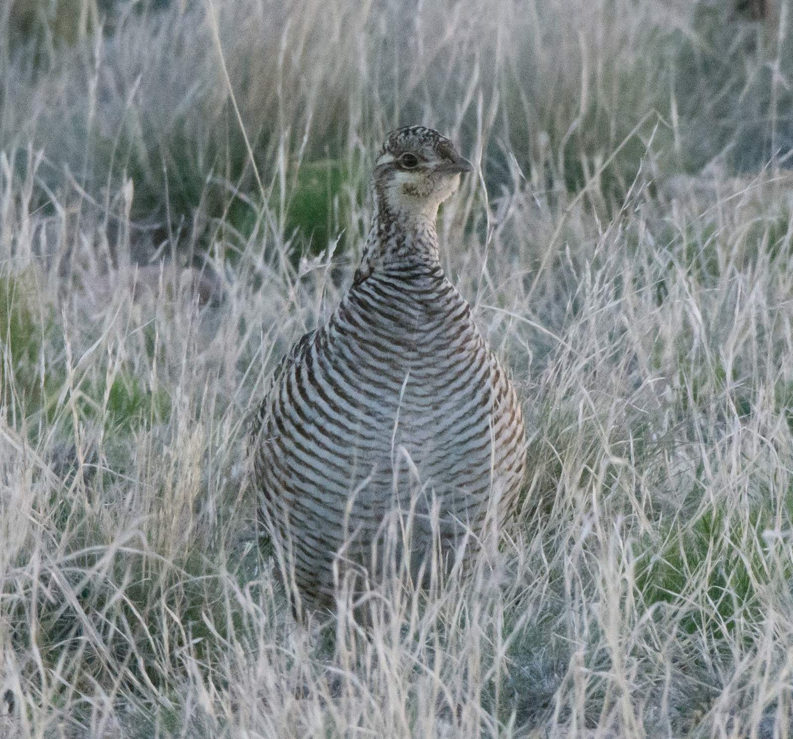 Gordon's Birding Adventures: Lesser Prairie-Chicken - An Endangered Species