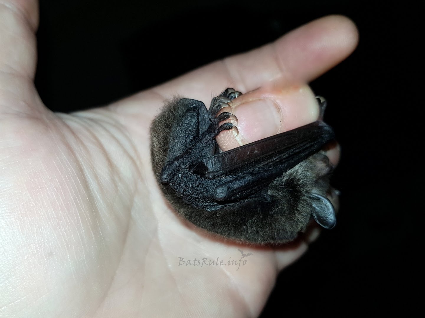 Rehab | Microbat Myotis