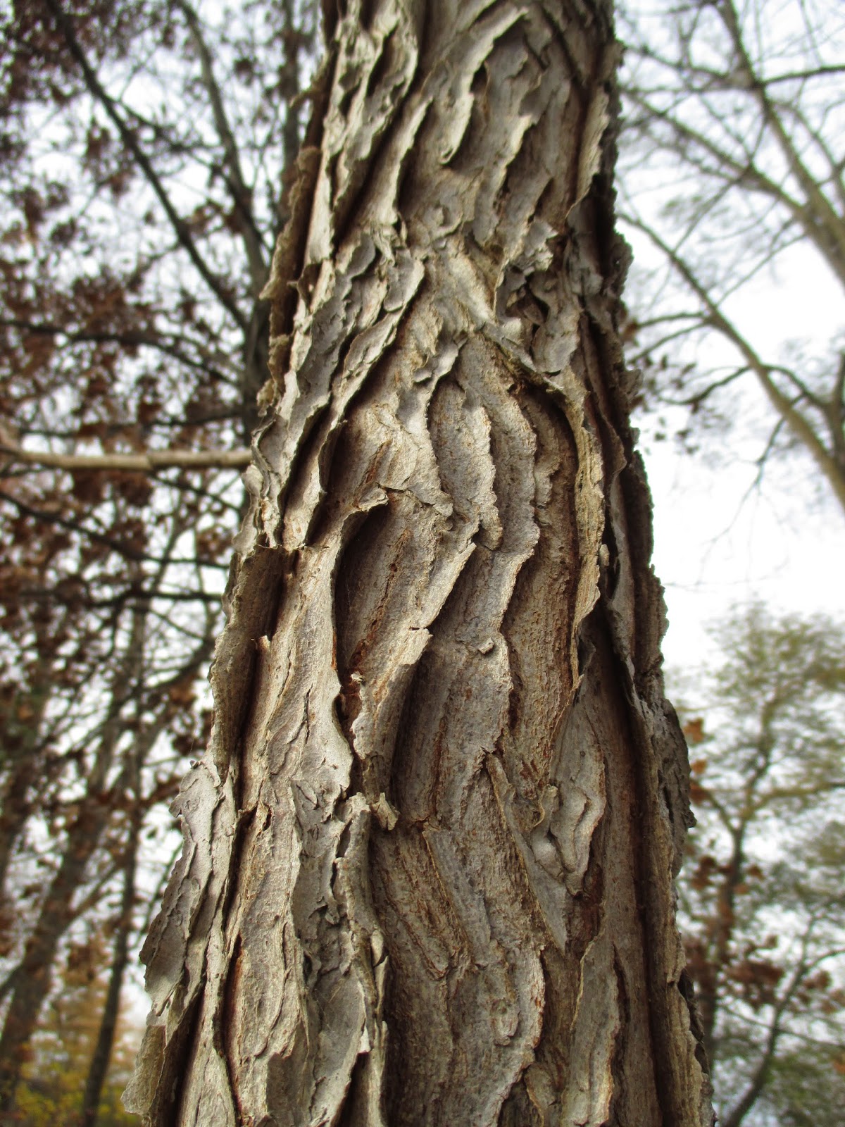 Three-Flower Maple (Acer triflorum) | Rotary Botanical Gardens
