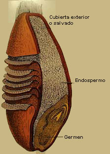 Salud Universal 2010 - 2022: Harina refinada vs harina integral
