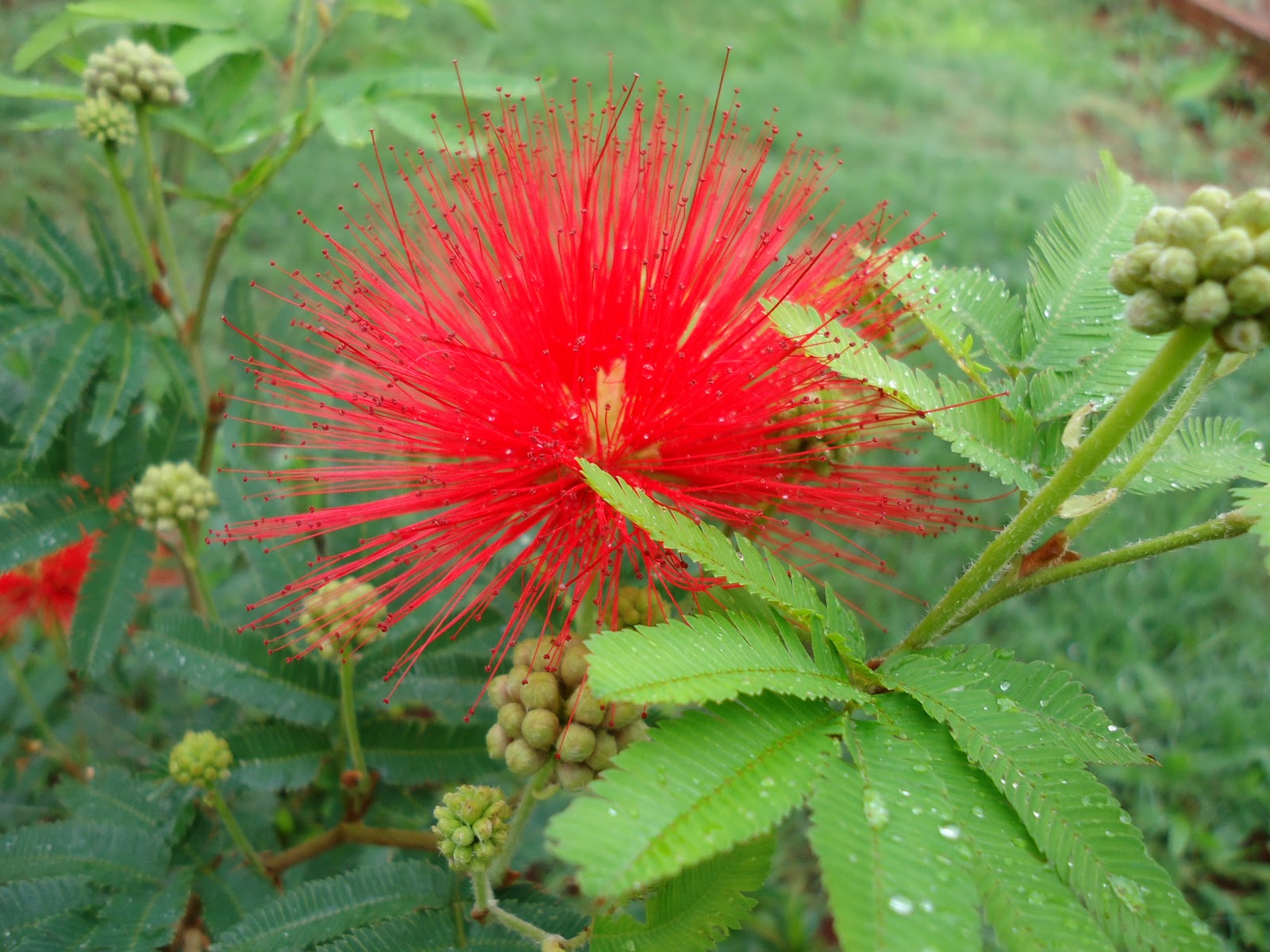 LUIZA ARTES E FLORES: caliandra vermelha-flor do cerrado
