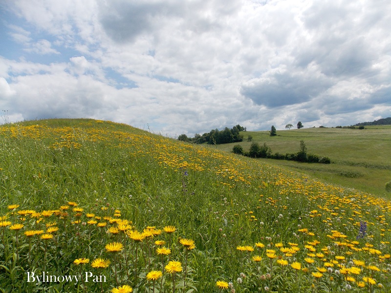 Bylinowy Pan: Jak w stepie