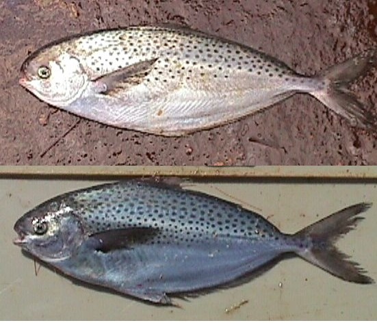 Artes de Pesca: VAMOS A PESCAR REINETA