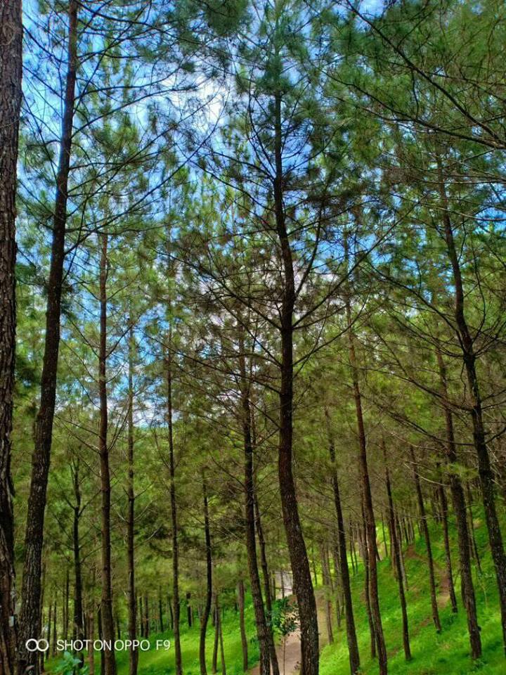 Suasana di Hutan Pinus Bukit Gedogan Sodonghilir | Tasik Hits ...