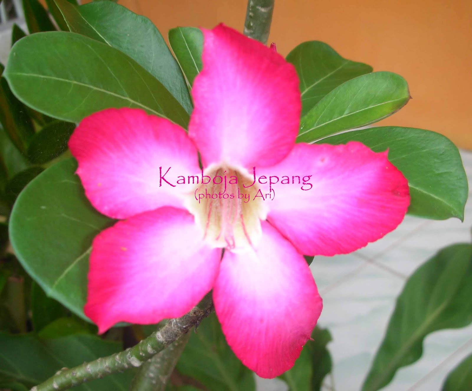 81+ Jurnal Morfologi Bunga Kamboja