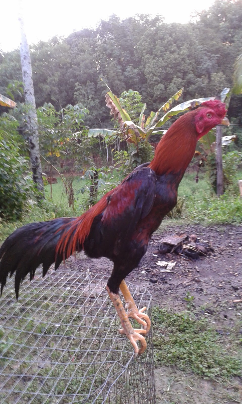 ayam sabung sabah: pakoy bangkok