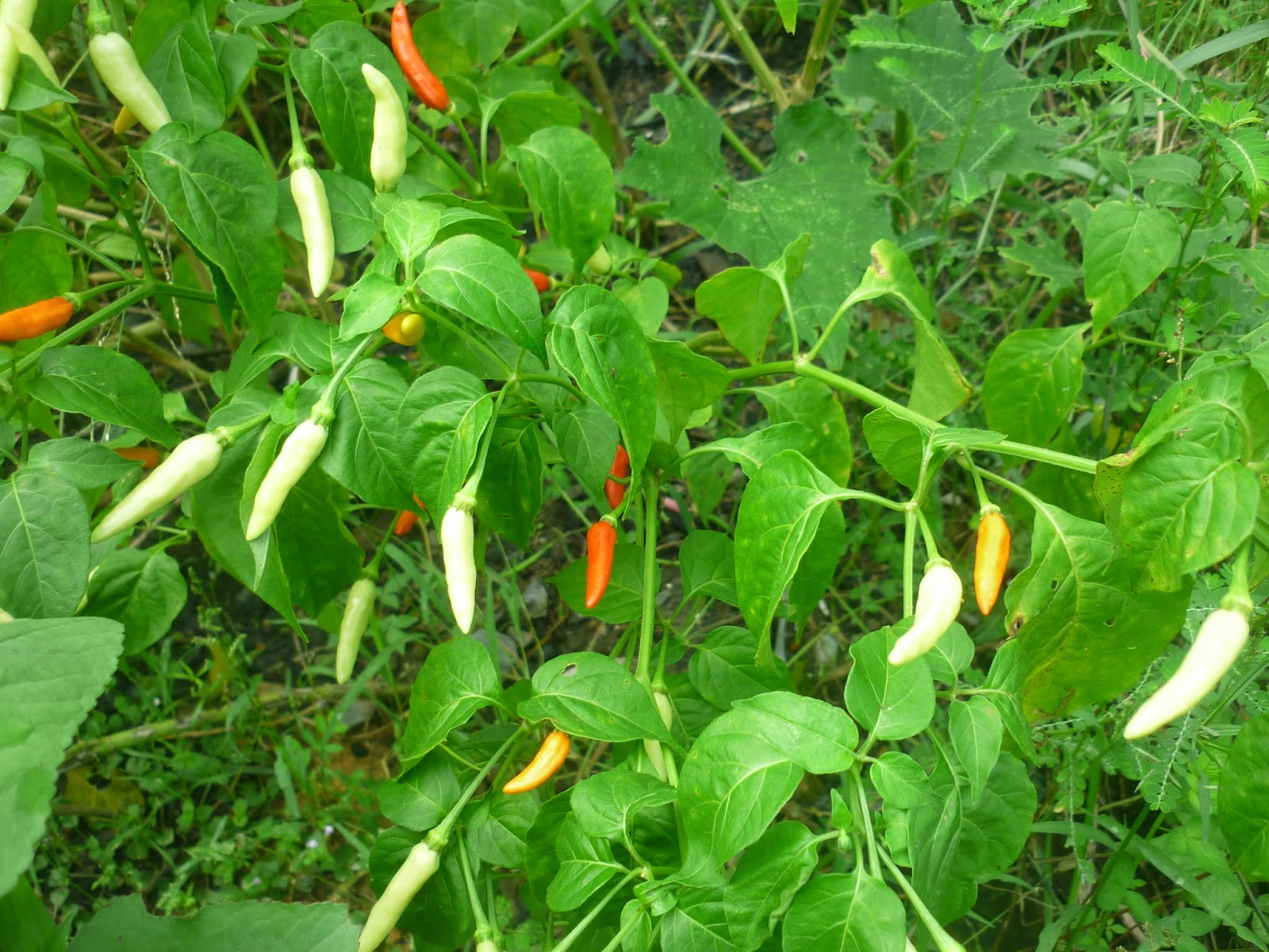 Disini dalam lingkaran ini: cili putih sejenis lada padi.Betul ke.