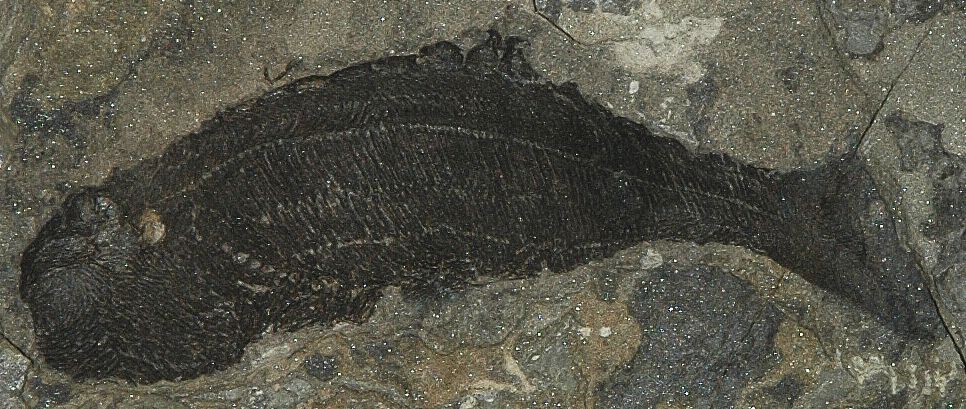 Su Ürünleri Fakültesi: Ostracodermi