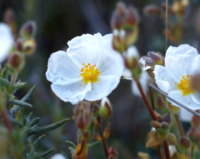 Plantas silvestres que florecen en primavera - 7