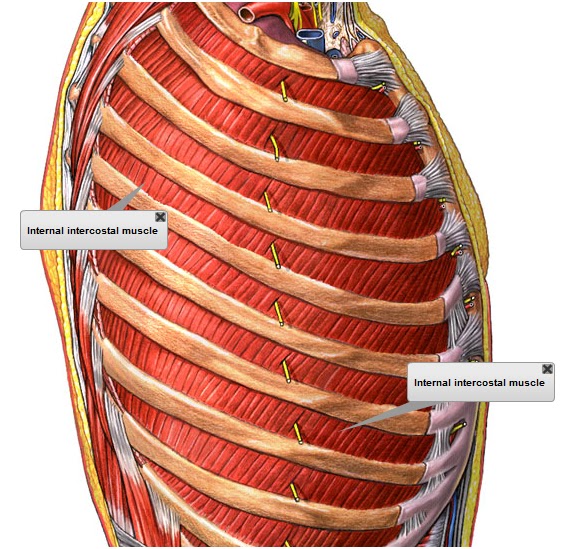 Opiniones de Músculos intercostales