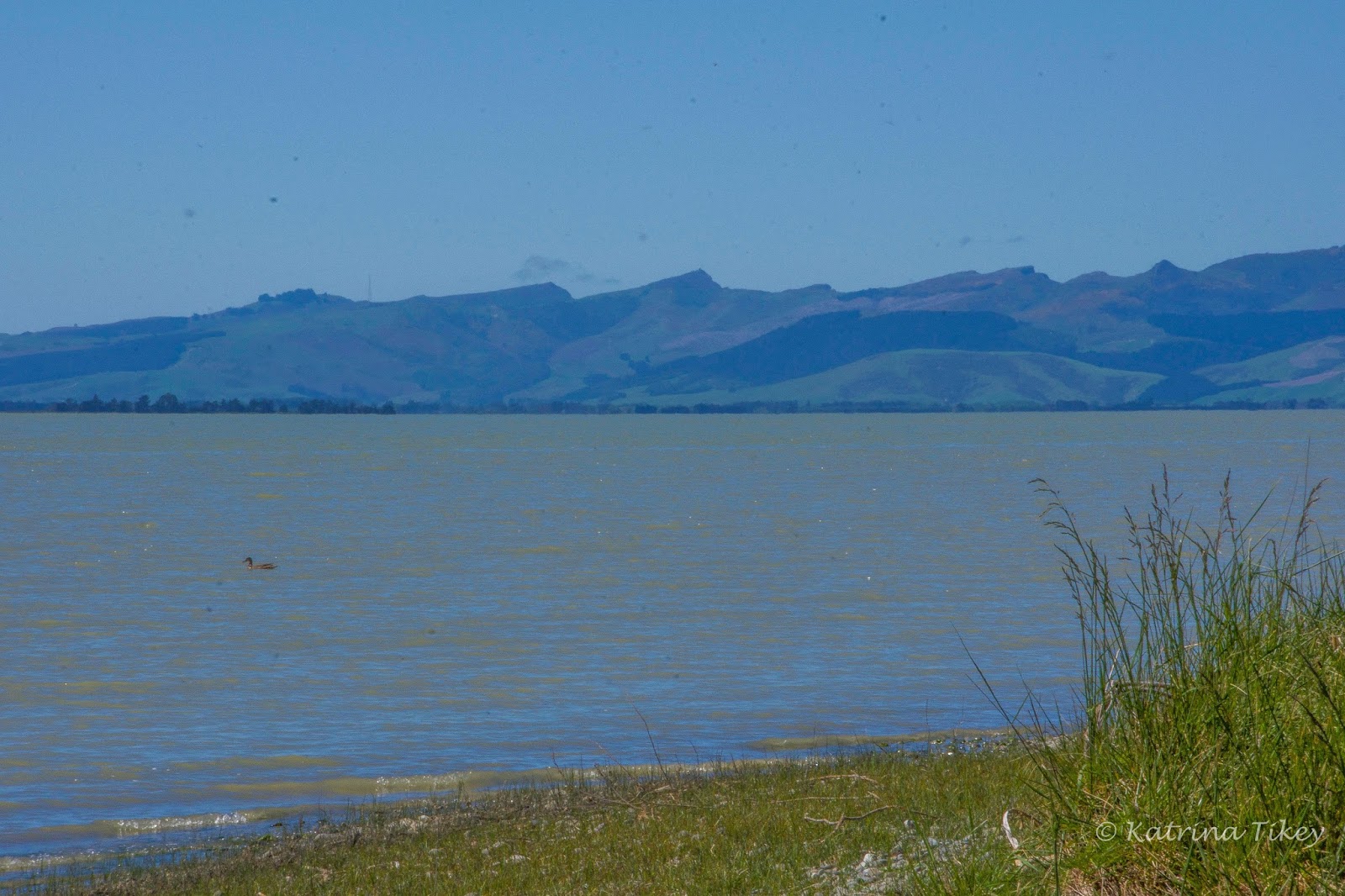 Paws Awhile: Lakeside Domain - Lake Ellesmere