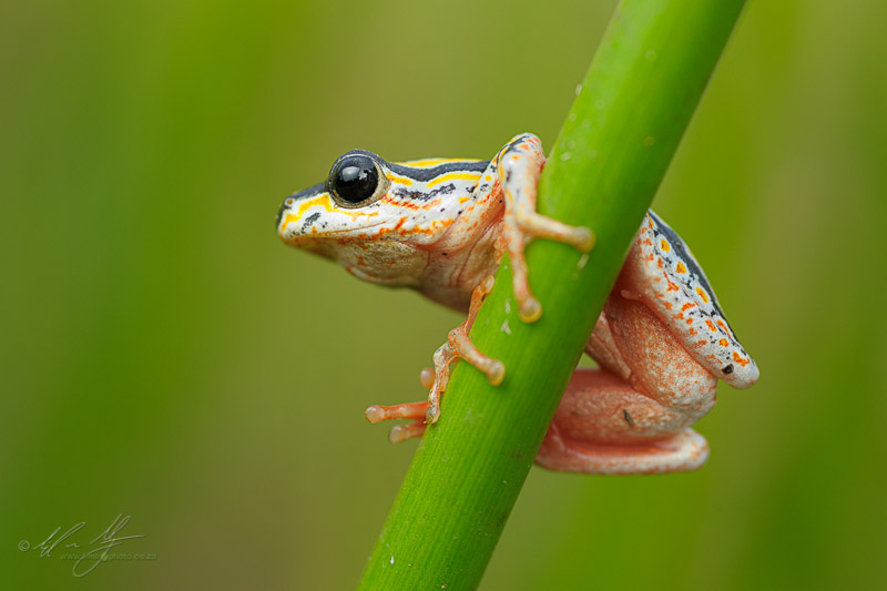 Photo Writing - Exploring Photography.: Balancing ISO