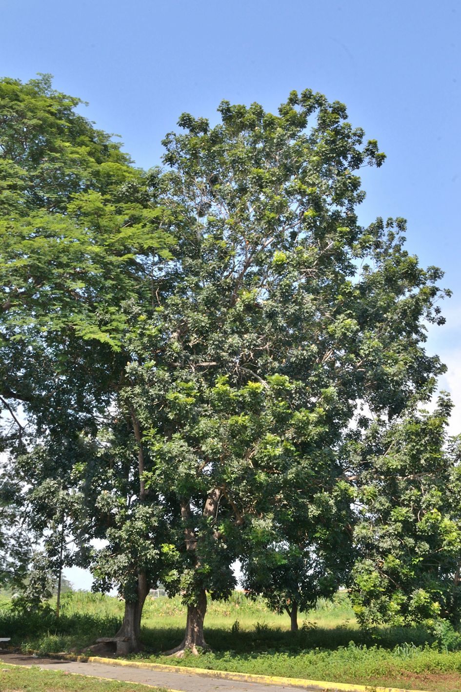 Nubardo Coy: Caoba de Honduras o caoba (Swietenia macrophylla) En el ...