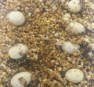 Species Steppe Runner Lizard | Animals In The World