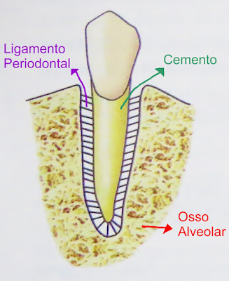 Aula de Periodontia - Anatomia, Histologia e Fisiologia do Periodonto ...