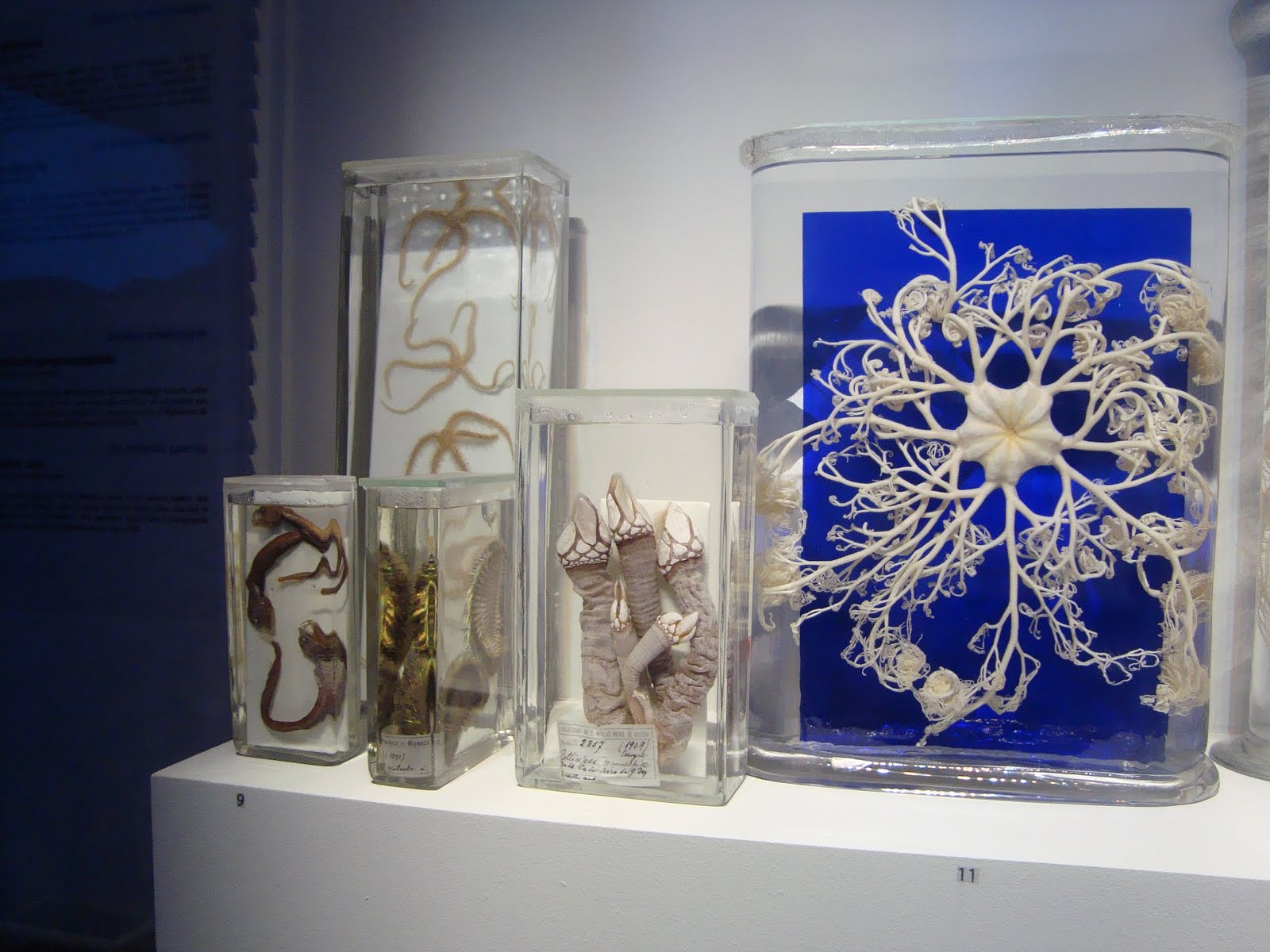 L A F A N İ N O: KAPTAN COUSTO-Deniz Canlıları Müzesi