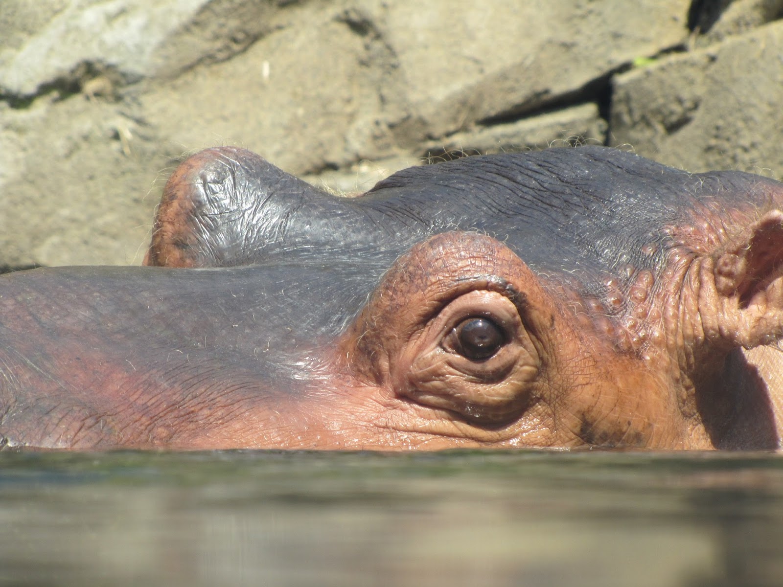 My Polar Bear Friends and Friends of Polar Bears: Remembering Henry the ...