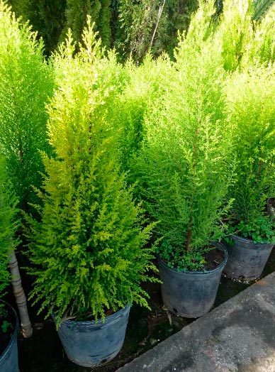 CUIDADOS DEL PINO ENANO | Blog Patricia López Diseño Floral