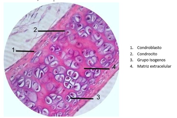 _: N° 5 HISTOLOGIA CARTILAGO