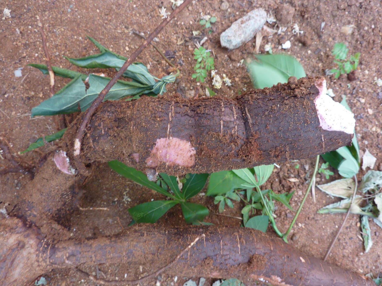 Our Edible Garden: Growing Tapioca