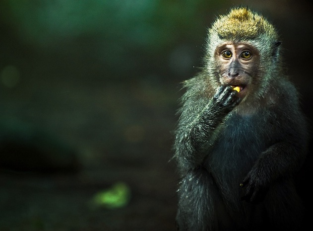 Aniruddha : How African hunters catch a Monkey