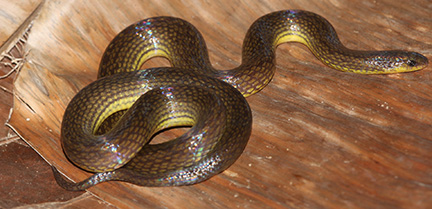 Atractus fuliginosa (Family Dipsadidae) - Reptilenesia – reptilenesia