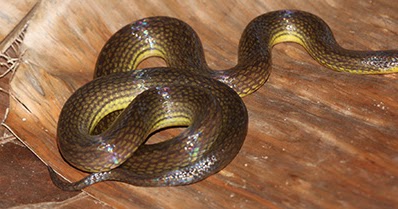 The Herpetology of Trinidad and Tobago: Atractus fuliginosa (Family ...