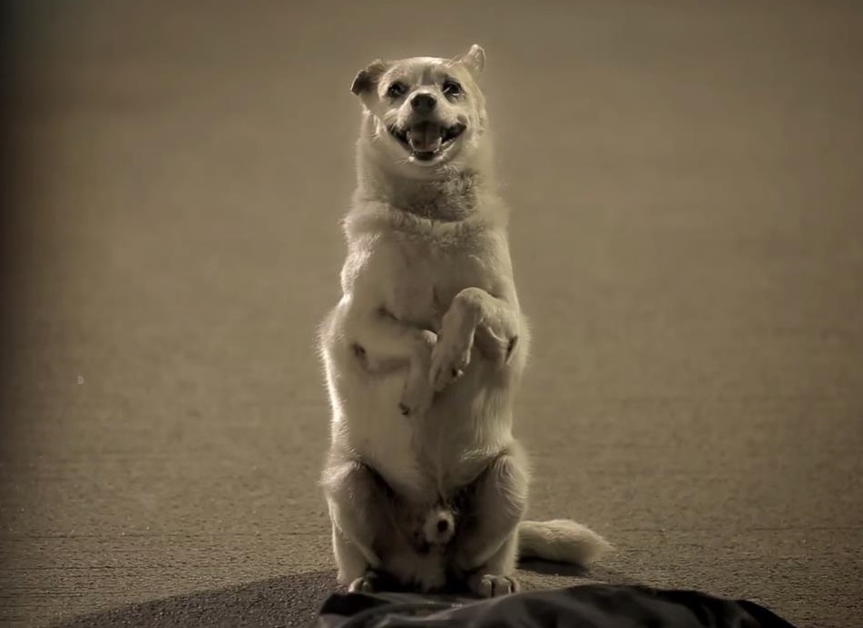 Un perrito sin hogar se convierte en cupido para ayudar al joven que lo ...