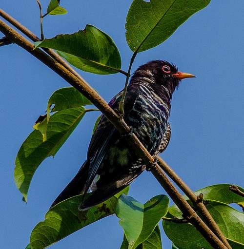 Violet cuckoo | Birds of India | Bird World
