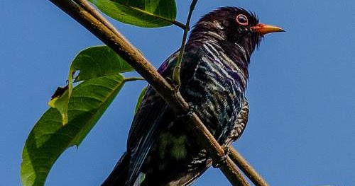 Violet cuckoo | Birds of India | Bird World