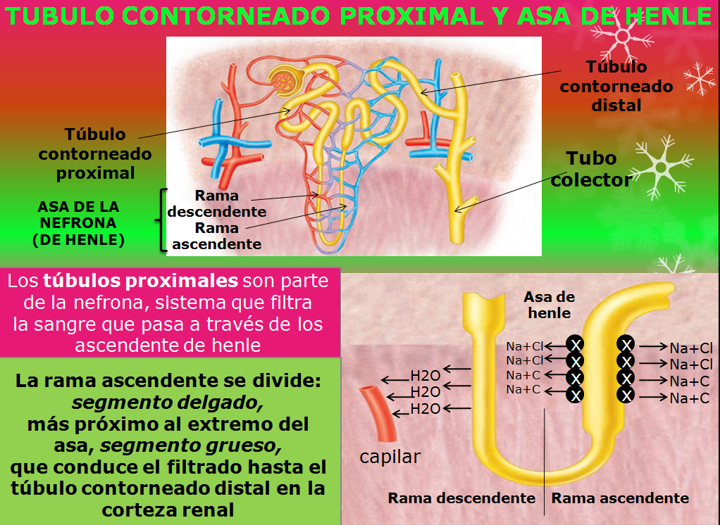 FISIOLOGIA: TUBULO CONTORNEADO PROXIMAL Y TUBULO DISTAL, TUBO COLECTOR