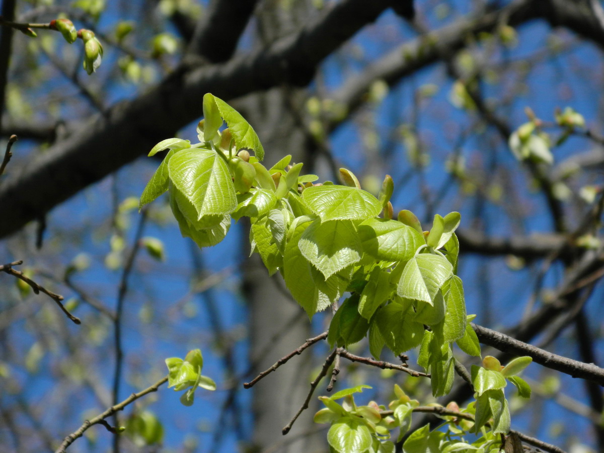 LA MULTI ANI, ROMANIA!: Frunze tinere de tei