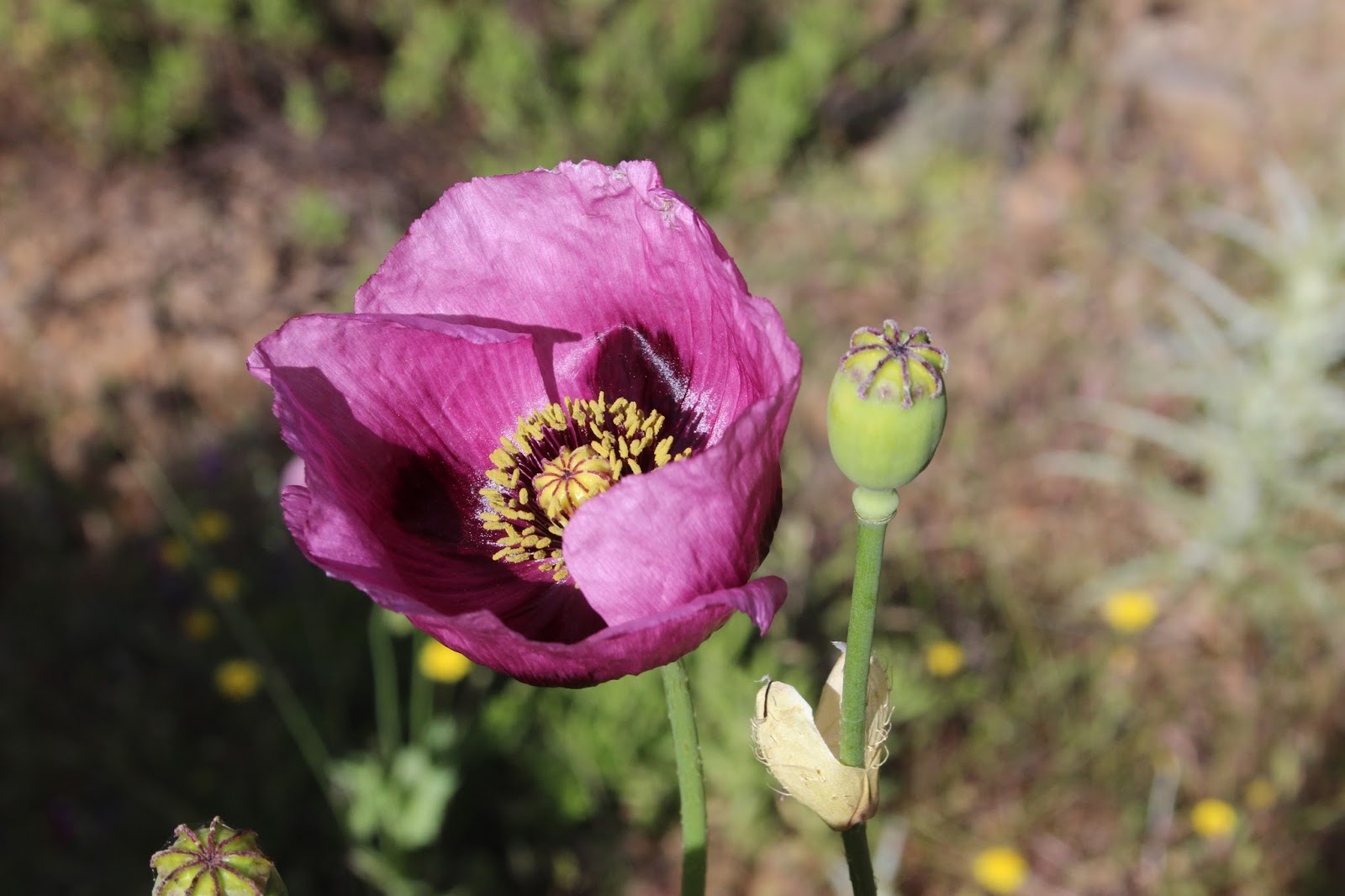 Biodiversity of Cyprus by NGO Protection of the Natural Heritage and ...