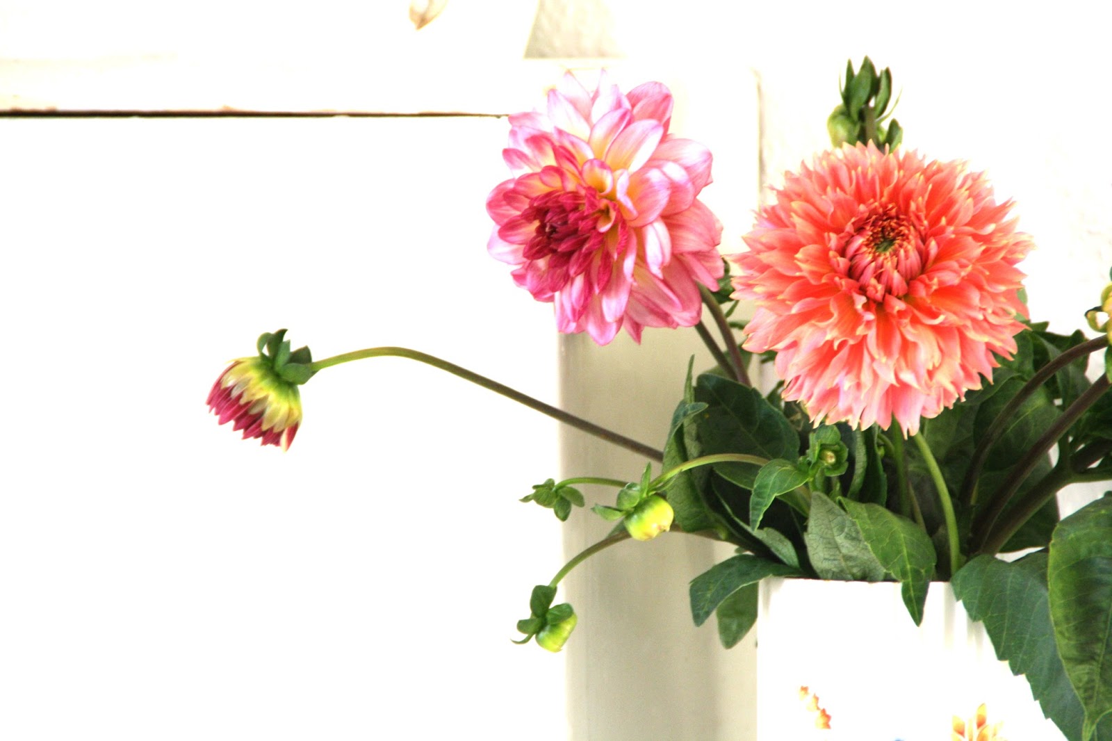 bare WUNDERBAR: Georginer og Dahlia.