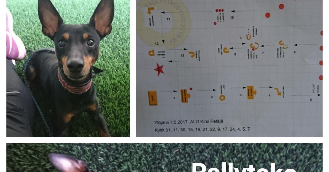 Great Bernina's: Suomen ensimmäinen rallytoko koulutustunnus ETT:lle GB ...