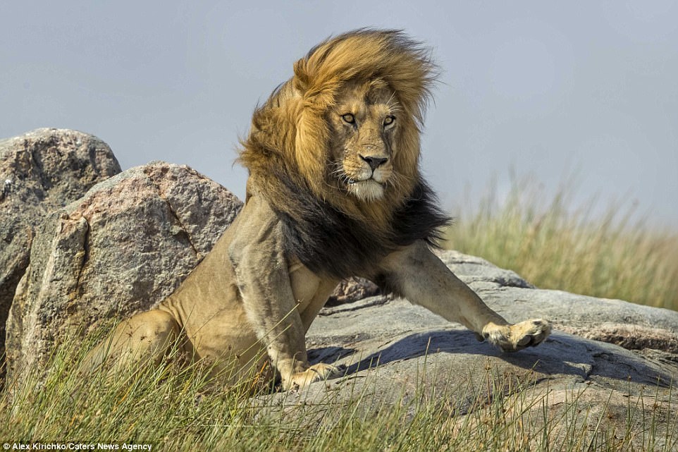 White Wolf : King lion pride: Extremely photogenic wild lion poses for ...