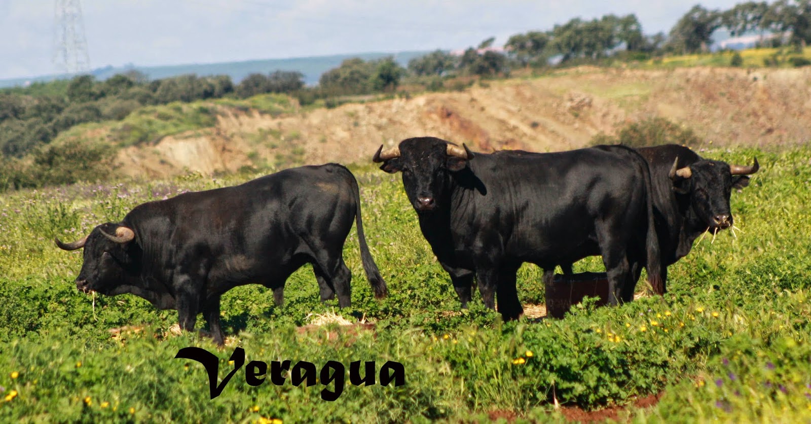 Encastes Bravos: Toros de Cuadri para la Feria de Julio de Valencia