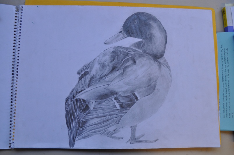 I teach art: Pencil Bird Drawings
